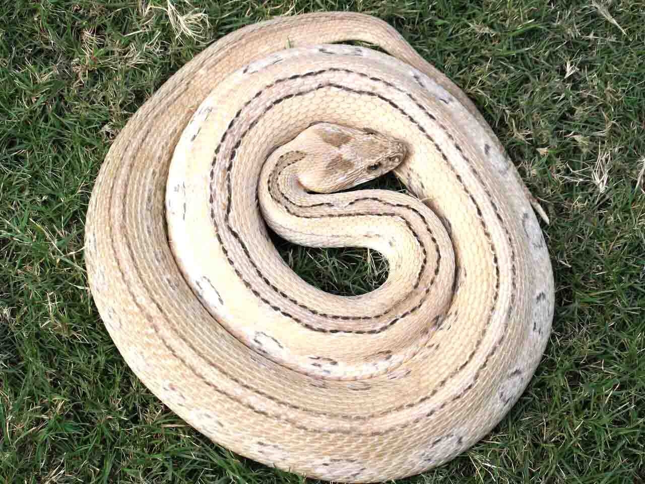 A research paper was presented on the genetic change in snake species ...