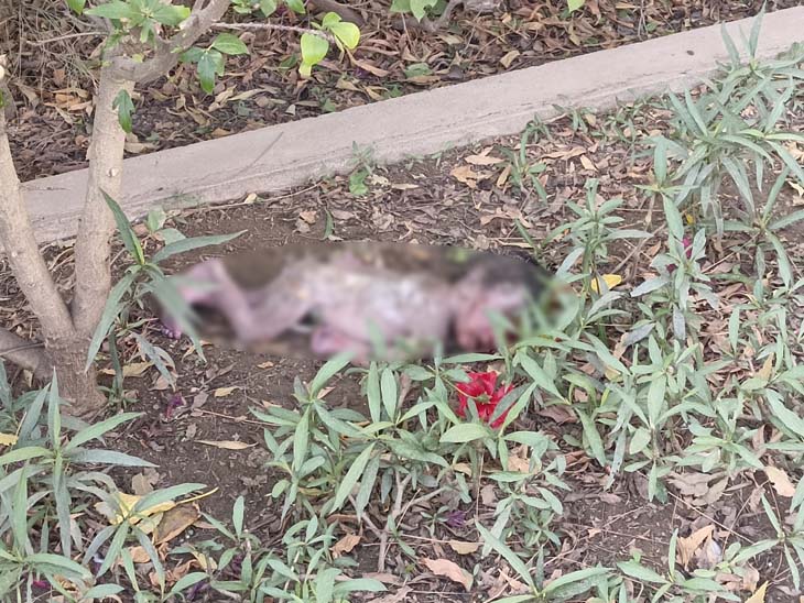 A dead newborn baby was found in the garden of Umiya Nursing College ...