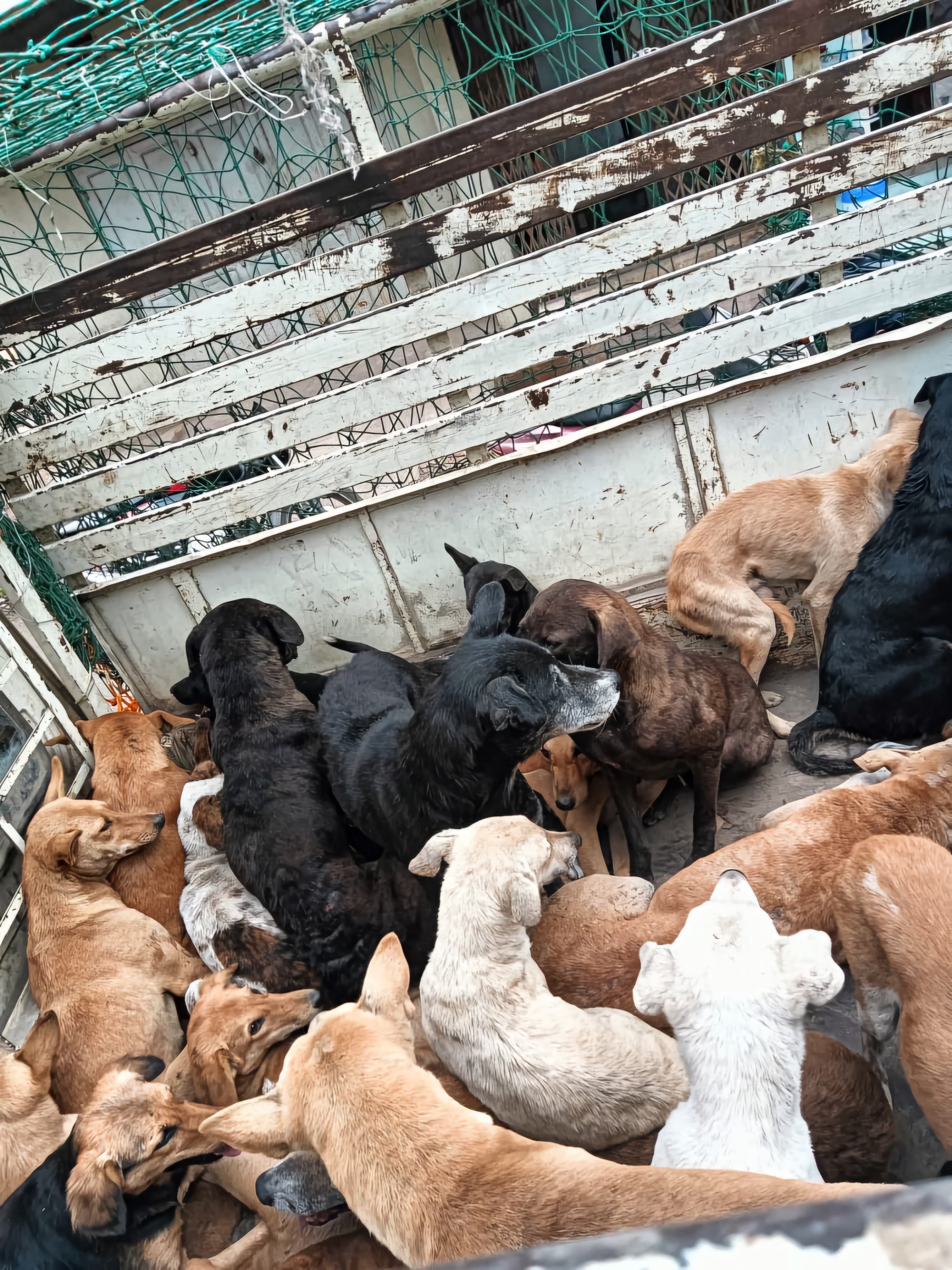 70 dogs were caught from 2 areas in Dahod on Sunday, they will be ...
