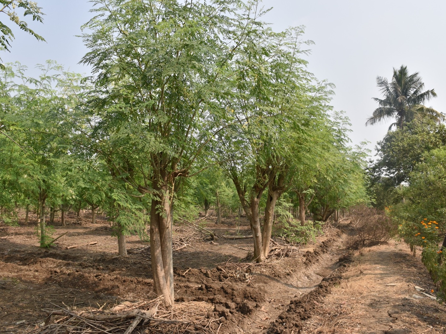 Six lakh rupees produced annually from Sargava cultivation | સરગવાની ...