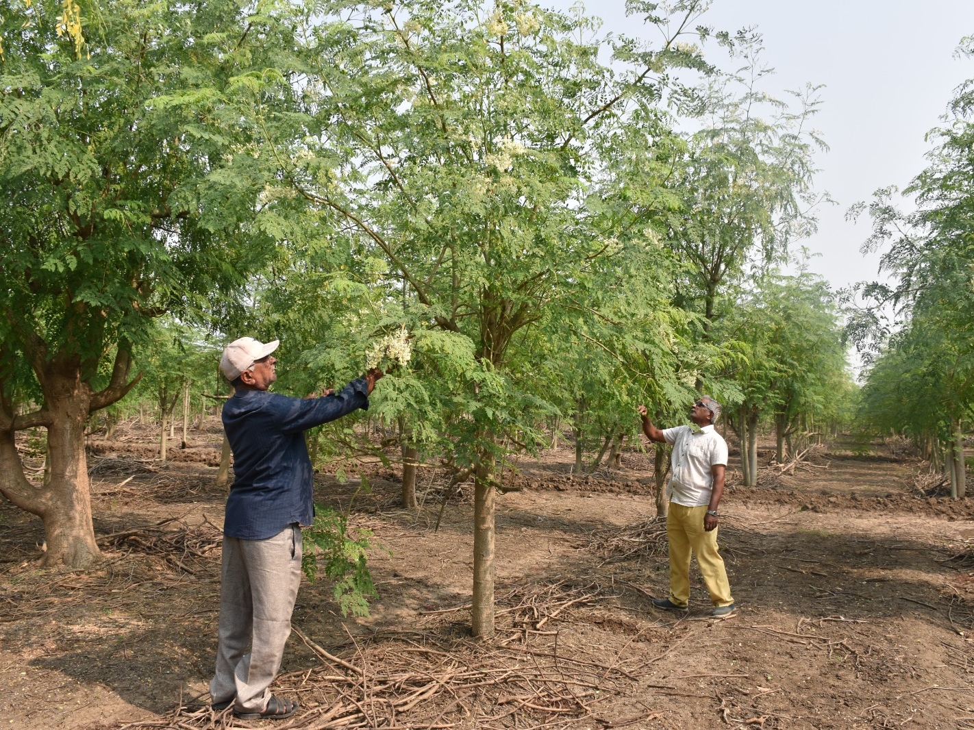Six lakh rupees produced annually from Sargava cultivation | સરગવાની ...
