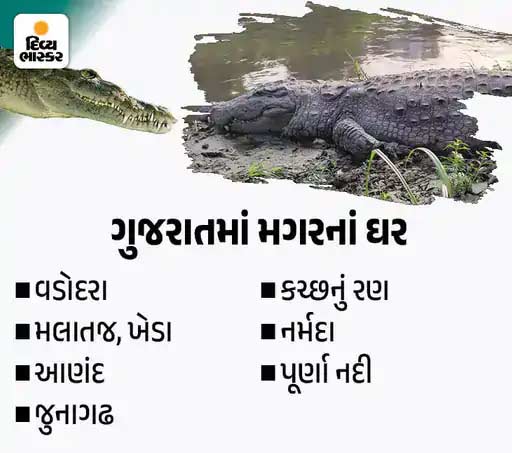 Crocodiles will be relocated to deepen the Vishwamitri River ...