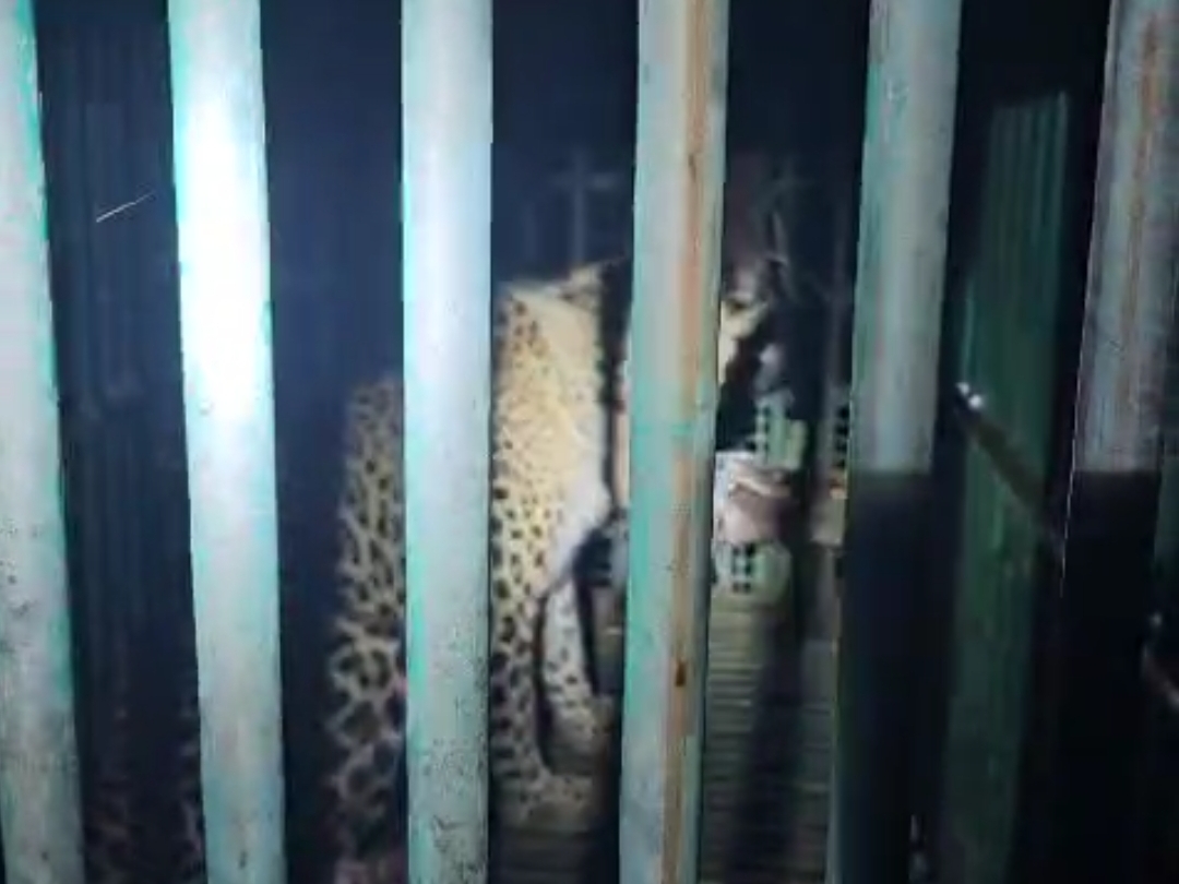 Forest department captures leopard that attacked farmer in Raidi village of Talala | હિંસક દીપડી ...
