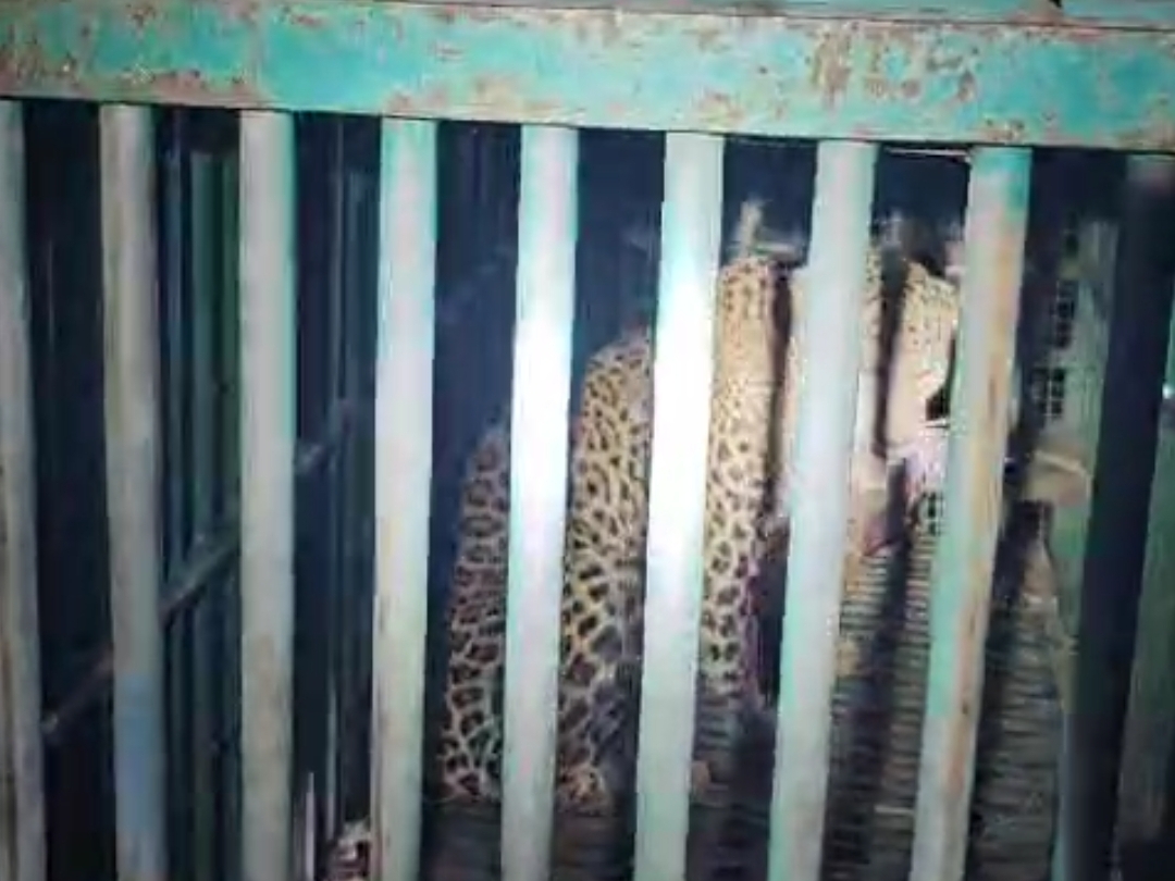 Forest department captures leopard that attacked farmer in Raidi ...