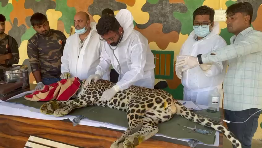 South Gujarat’s first radio-collared leopard's 150 km journey; Returns ...