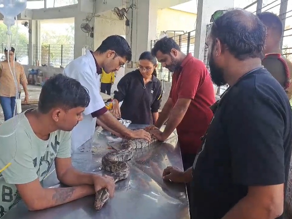 After rescuing the python, surgery lasted for 4 hours. | અજગરને બચાવ્યા બાદ 4 કલાક સુધી સર્જરી ...