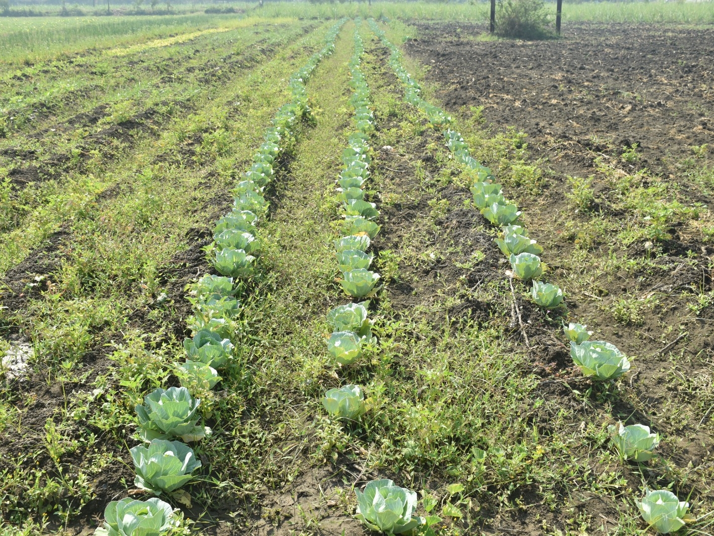 The Miracle of Natural Farming: The Success Story of a Bardoli Farmer