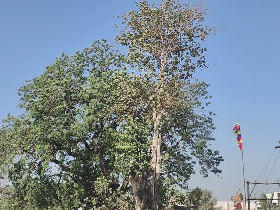 Minimum temperature in Ankleshwar 17 degrees, wind speed 19 kmph ...