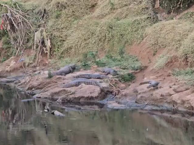 Crocodiles flocked to the shore for basking during the work of ...