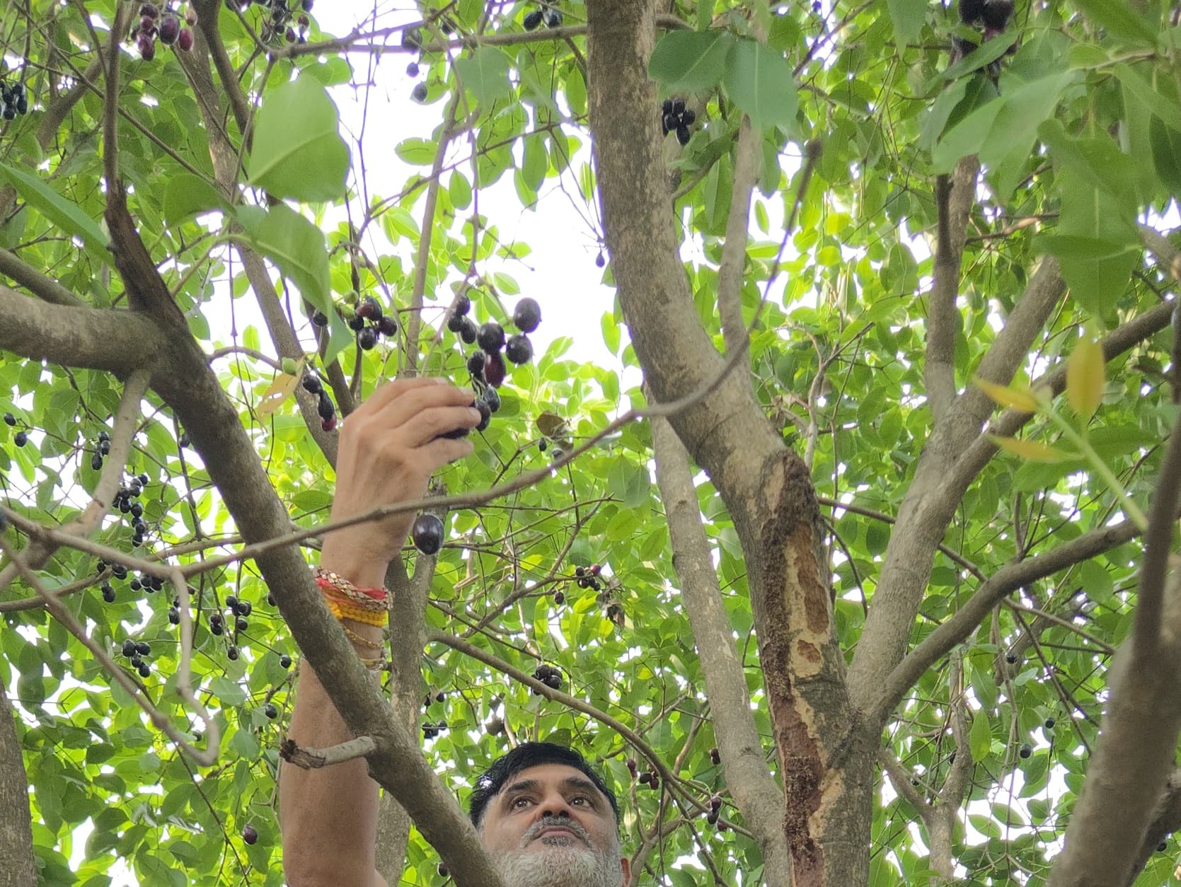 Importance of jamun cultivation in Surat district