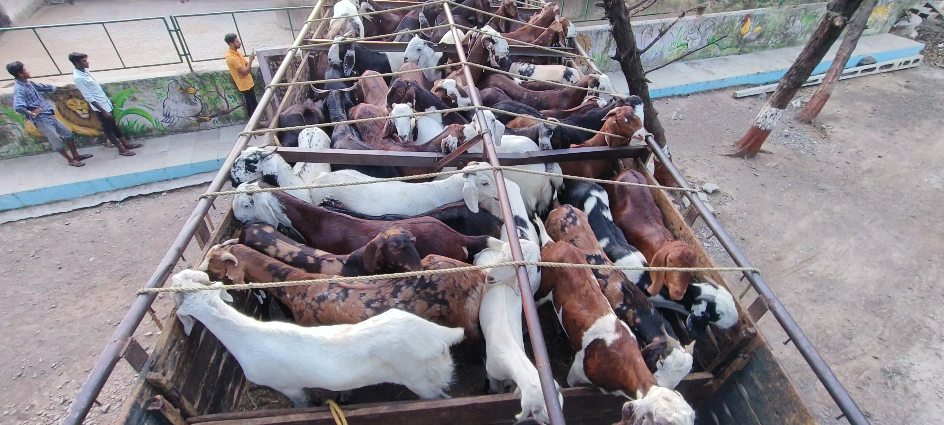 112 goats being cruelly loaded into a truck seized from Vapi