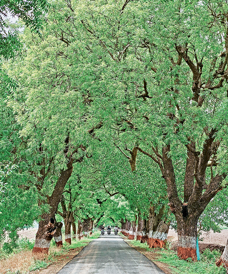CM plants vermilion tree in Ahmedabad, oxygen park with 12 thousand ...