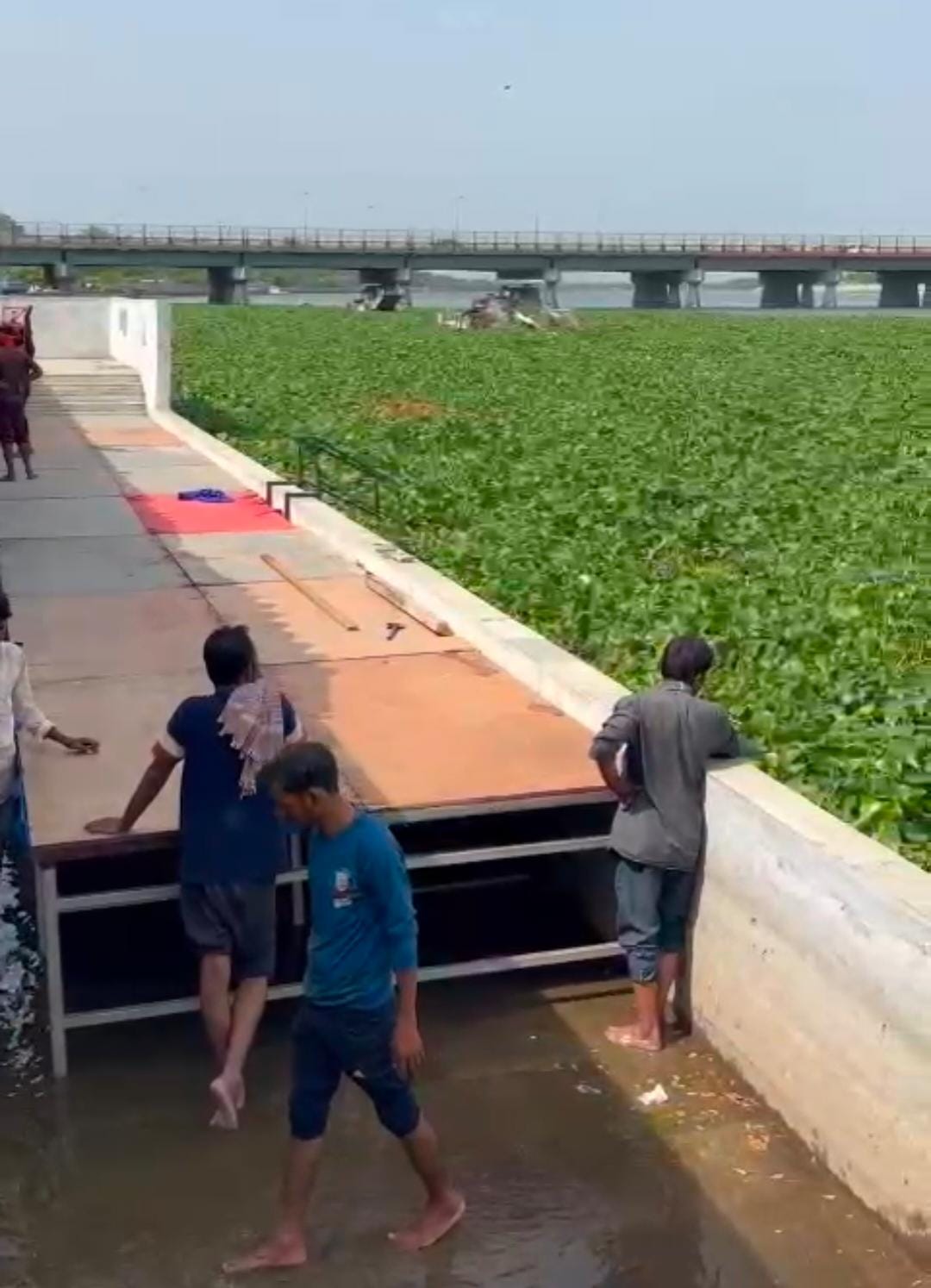 Sabarmati River Clean-Up Fails; Water Hyacinth Before Jagannath Jal Yatra