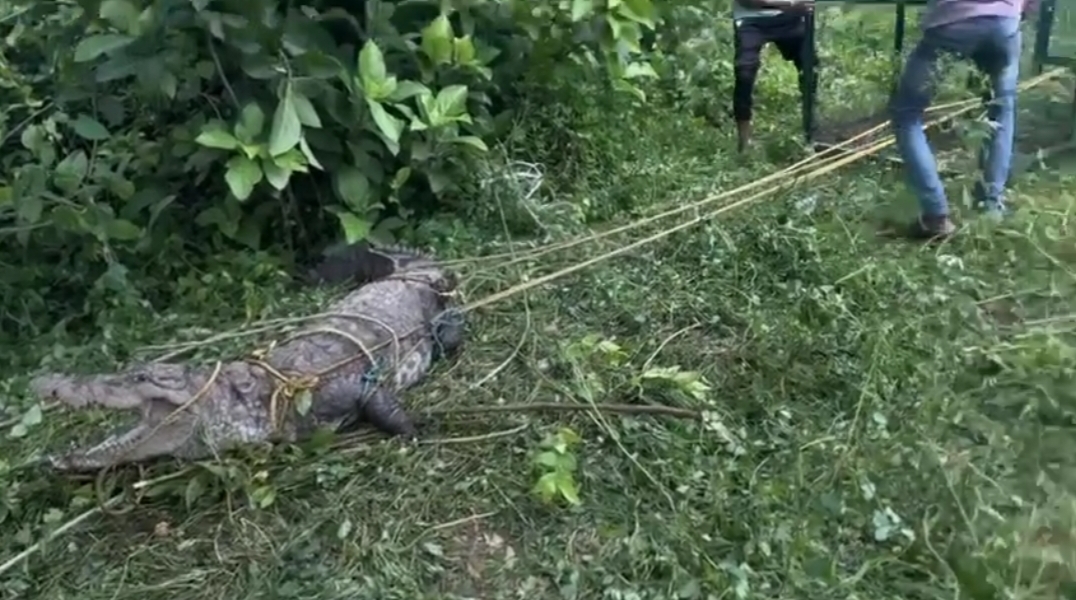 Wildlife rescue team rescues 15-foot-long crocodile from Surashamal ...