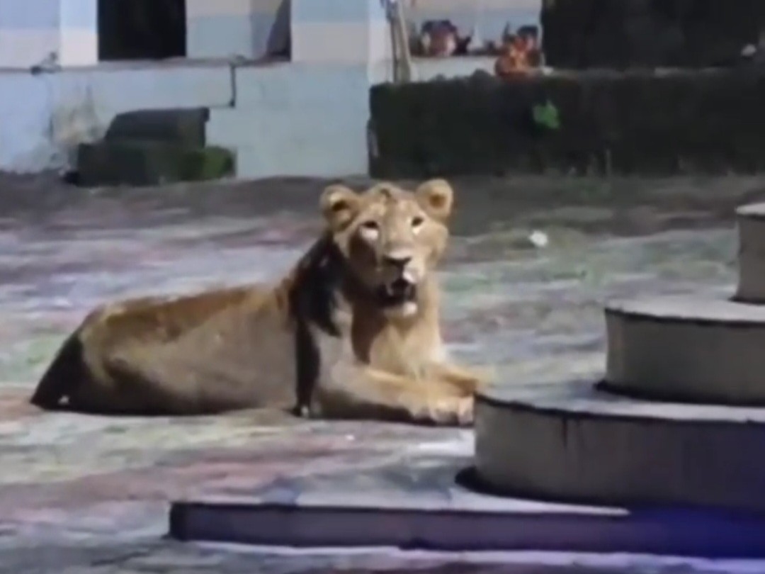 Lion Sits Mahadev Temple Gir Gadhada forest area