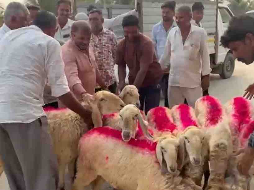 After lion hunt, MLA bought 10 sheep at his own expense | અમરેલીમાં સિંહે ઘેટાનો શિકાર કર્યો ...
