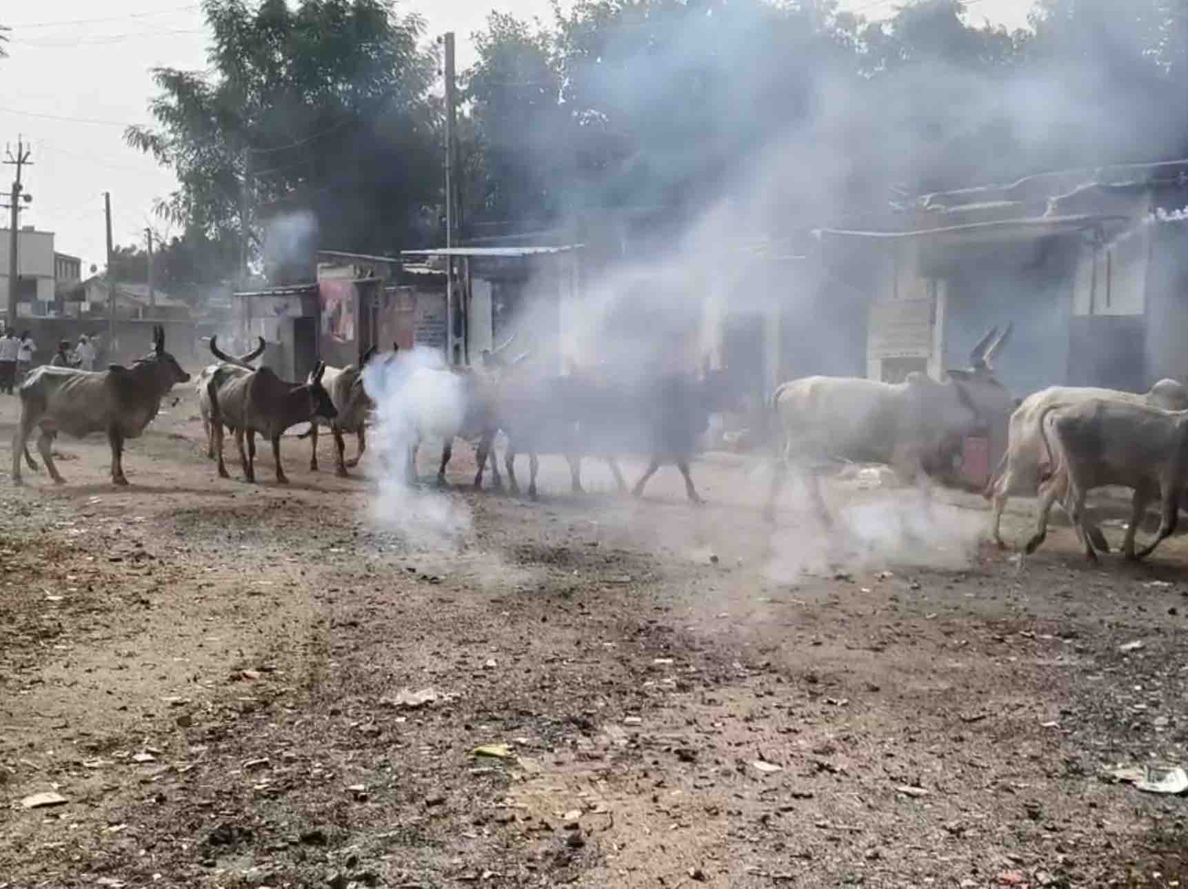 Patan Harj Sami Taluka Villages Cow Run Tradition Bestu Varsh