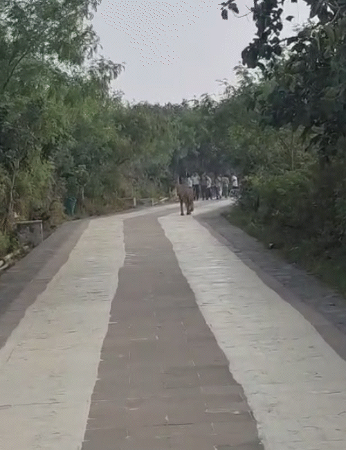 Lion's walk on Shetrunji Giriraj