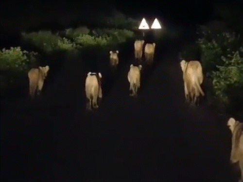 Gir Gadhada Umedpara Alidar Road: Rare Sighting Of Eight Lions Family ...