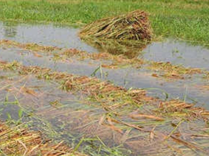 Unseasonal Rain Damages Crops State Government Orders Aid BJP President ...