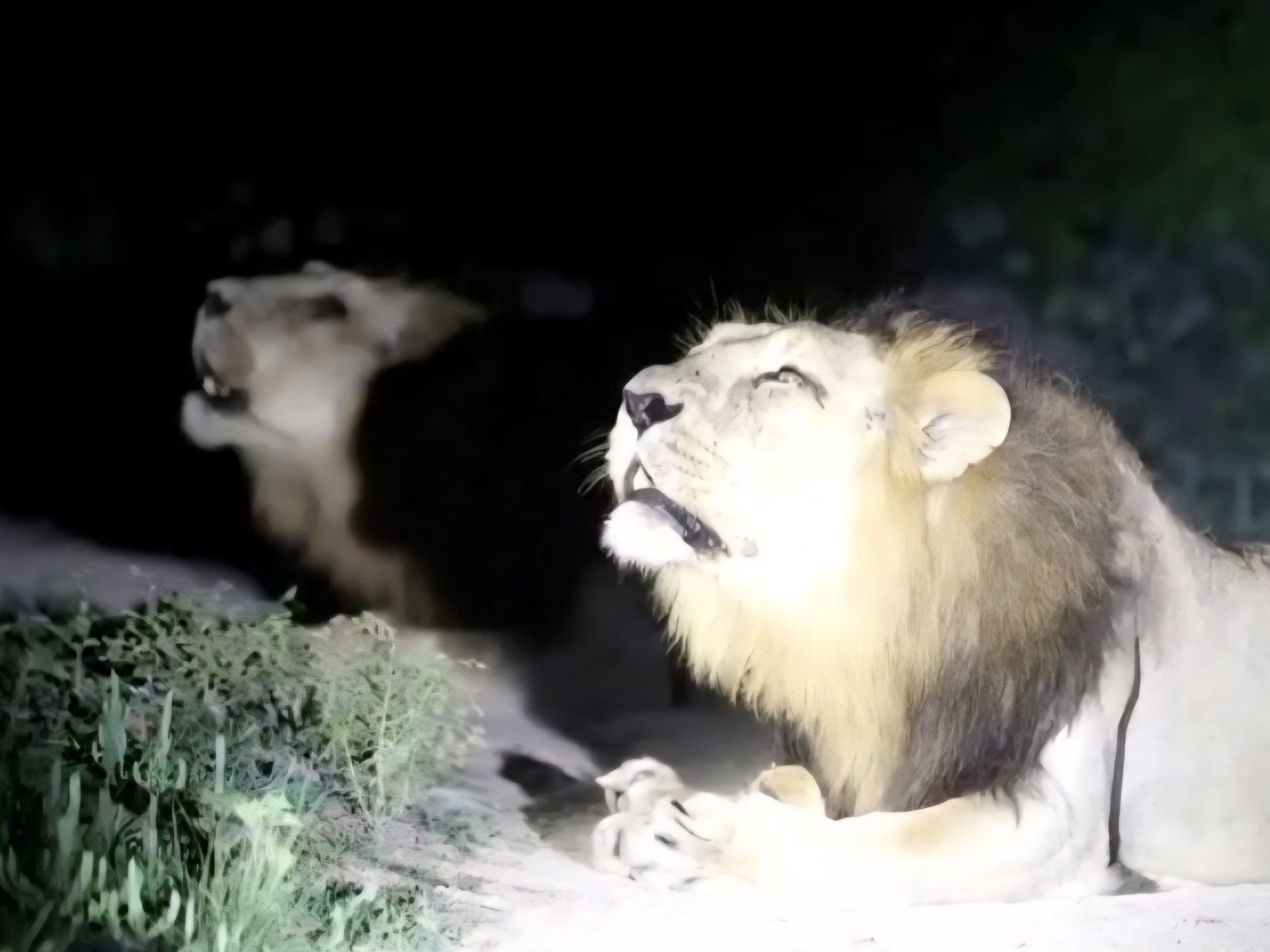 Gir Gadhada Fadsar Kedarnath Road Two Male Lions Roar Echoes Area