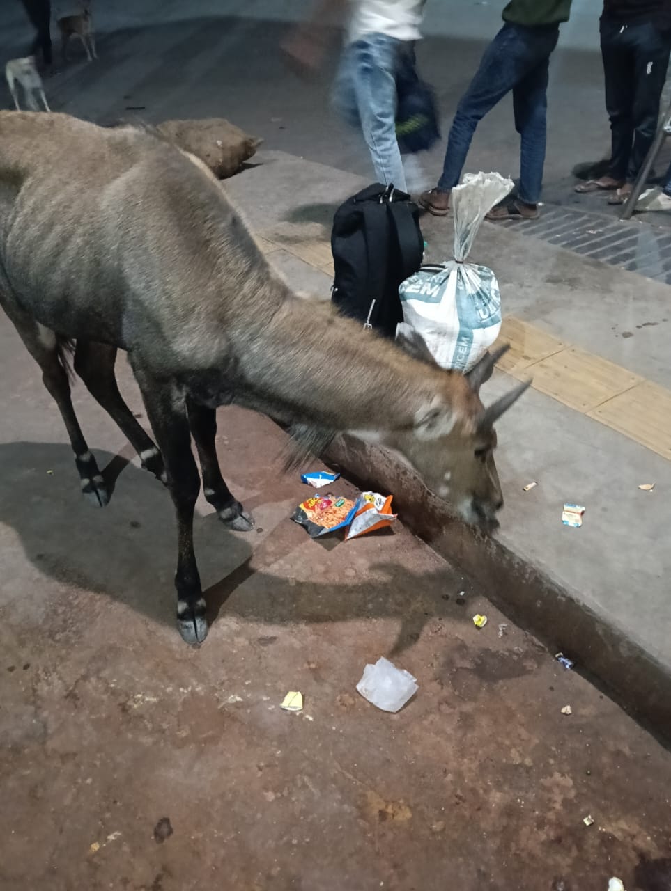 People are curious after seeing a rose at Sanand ST bus stand. | રોઝ ...