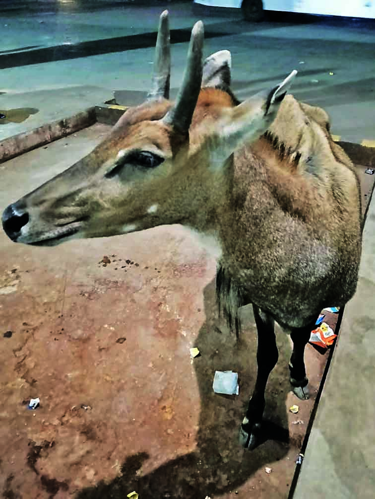 People are curious after seeing a rose at Sanand ST bus stand. | રોઝ ...