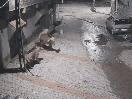 5 lions roam Mota Agariya village in Amreli district Predator hunt ...