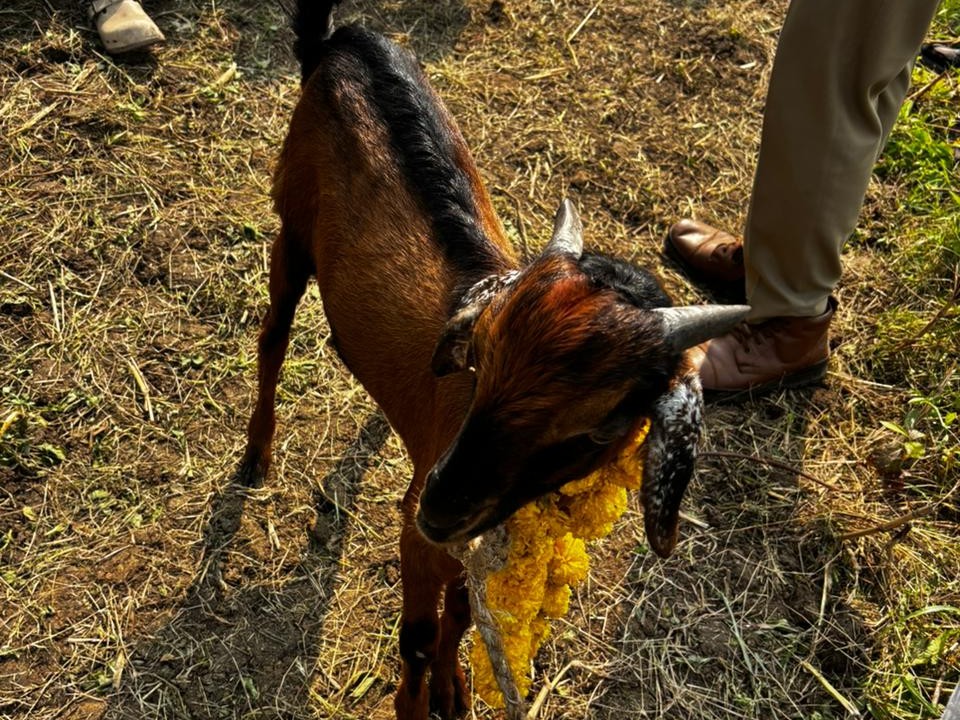 Eight goats, one chicken killed; complaint filed against five
