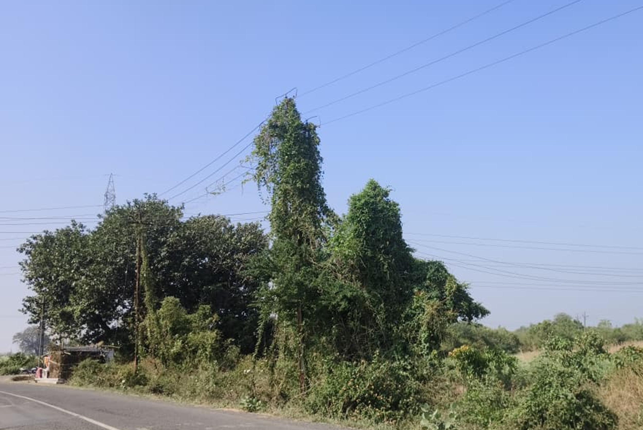 Fear of accident as vines climb on electric poles on Sewad-Dolatpur ...