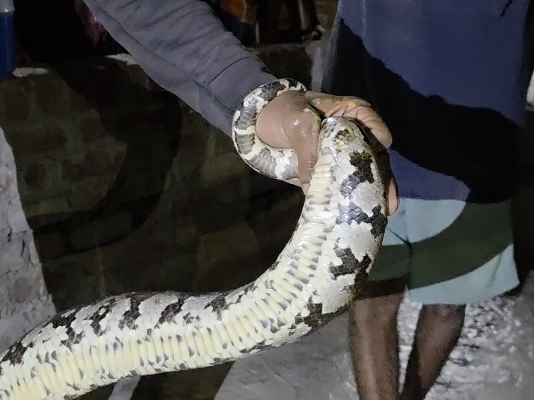 Kachareliya Six Foot Python Rescue Anaval Forest Released | કચરેલીયામાં ...