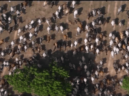 Content-Driven Cinema with a Social Purpose: True Story Gujarati Film 'Jeev' on Jivdaya Releases ...