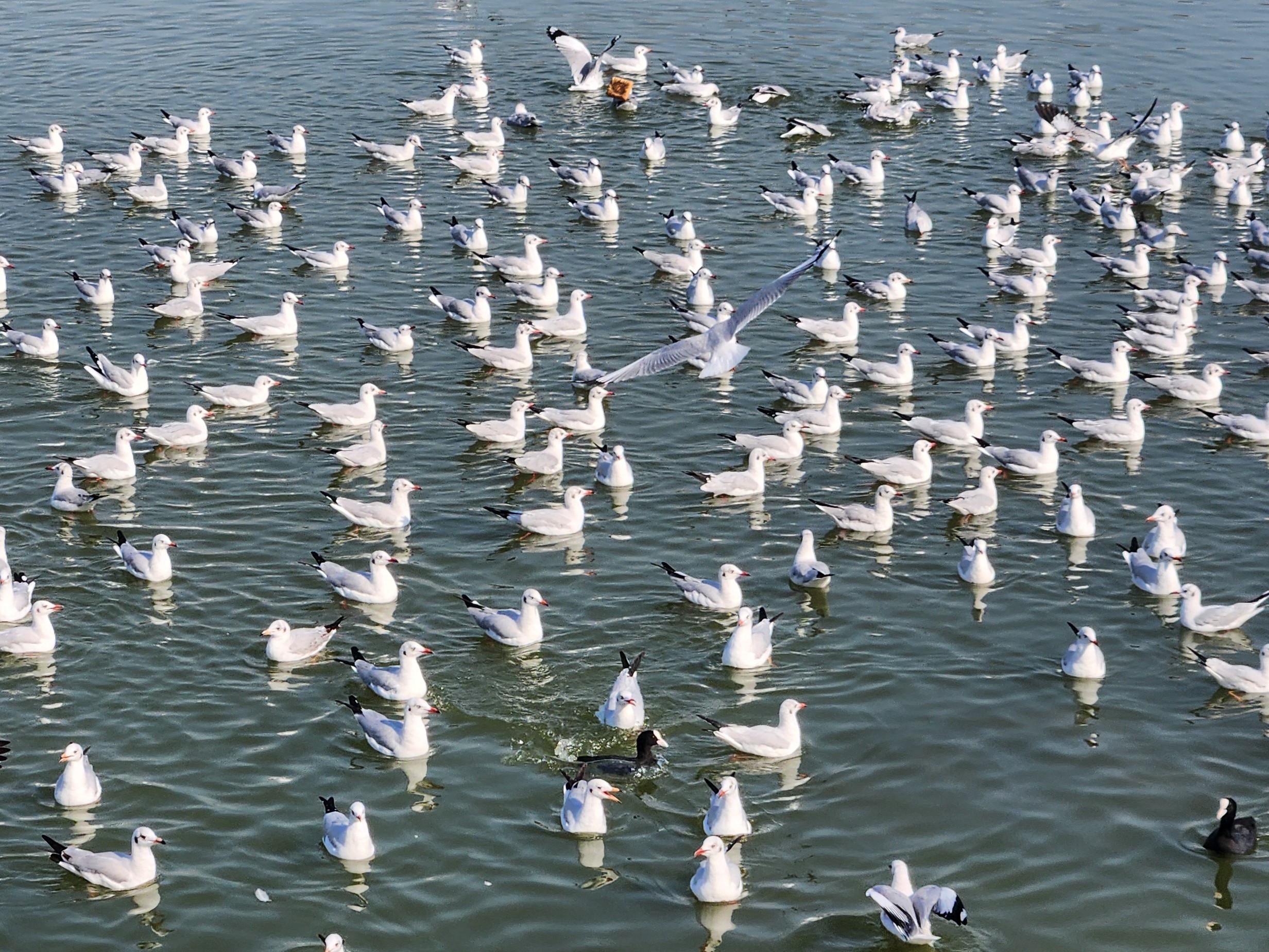 Jamnagar Foreign Birds Arrival Winter CAPITAL Khijadiya Ranmal Lake ...
