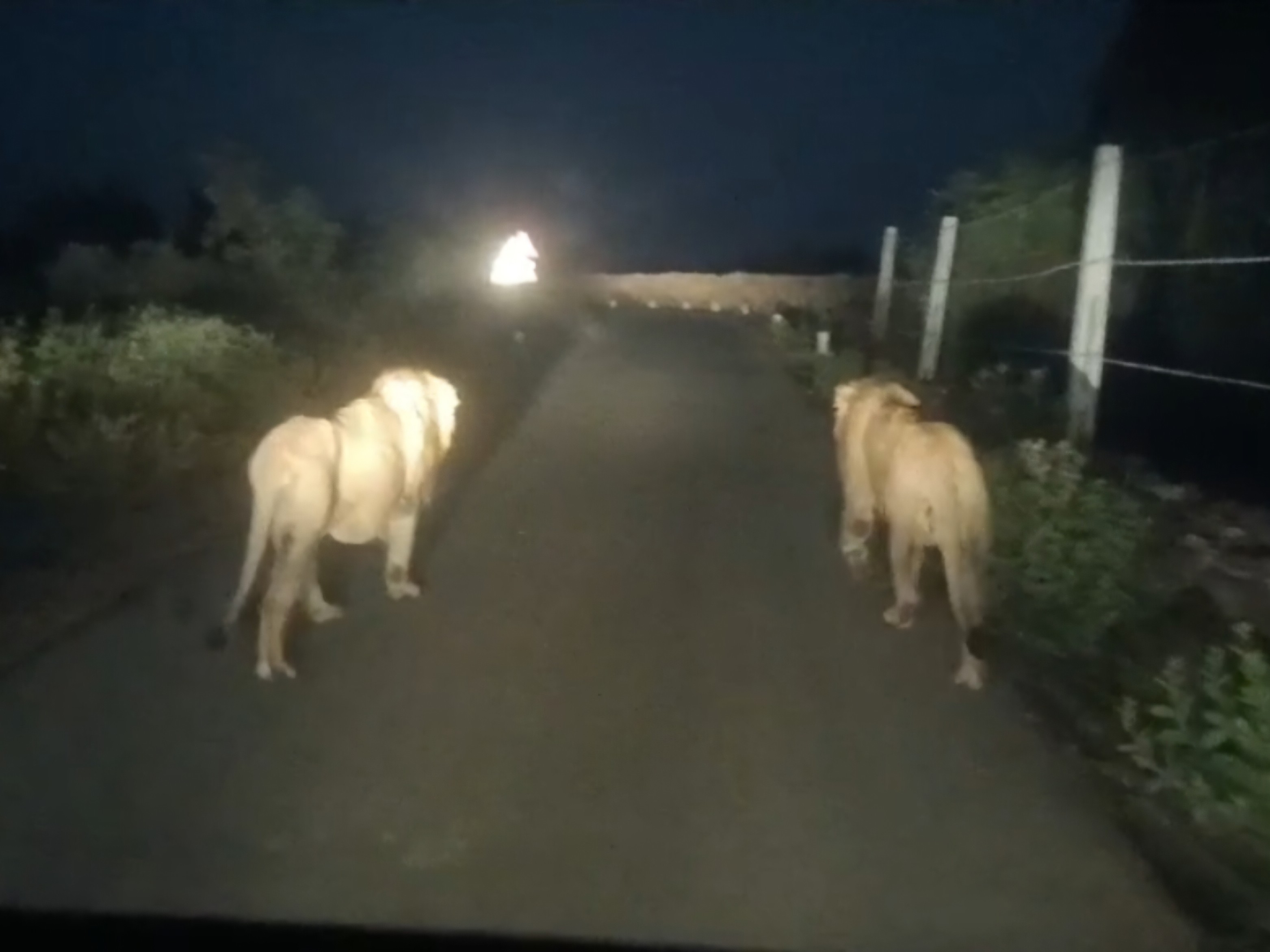 Gir Gadhada Male Lions Roam Umedpara Alidar Road VIDEOS Lion Lovers ...