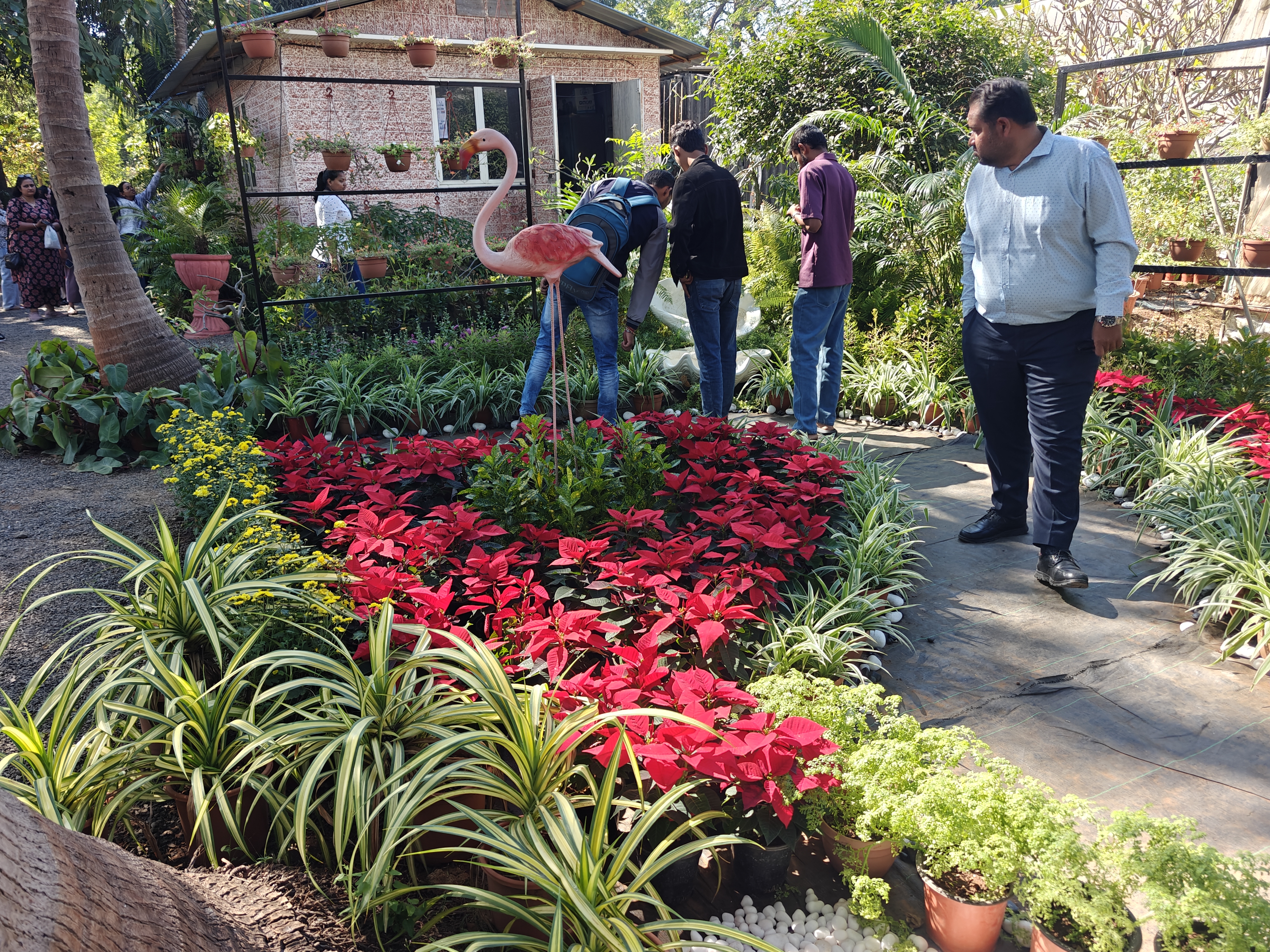 A spectacular exhibition of air purifying plants begins at Navsari ...