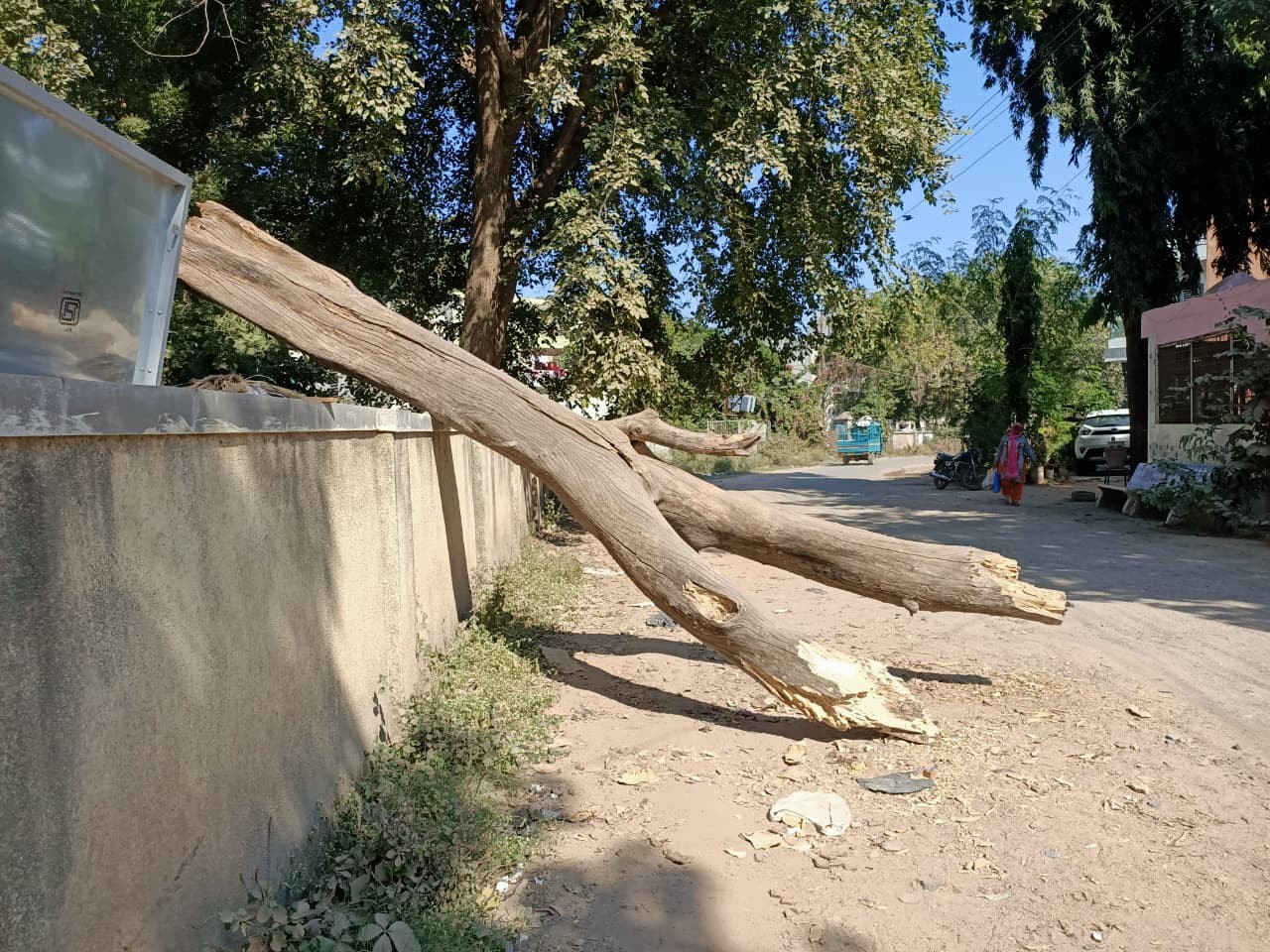 Godhra RTO Polytechnic College Road Hanging Tree Danger Photos | ગોધરા ...
