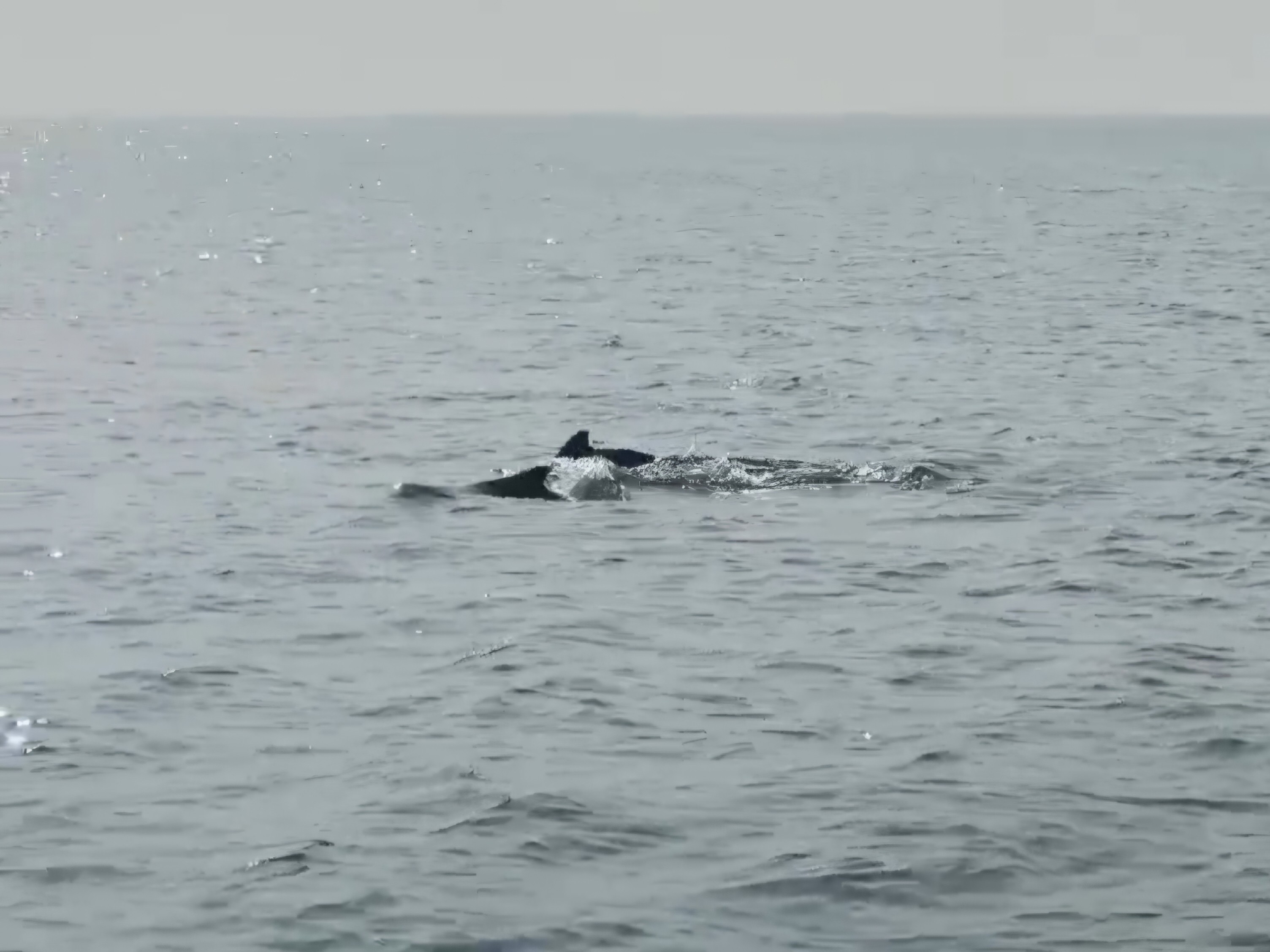 Humpback Dolphin Safari Sighting Ahmedpur Mandvi Gir Somnath Gujarat ...