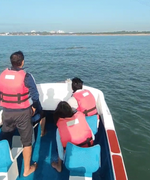 Humpback Dolphin Safari Sighting Ahmedpur Mandvi Gir Somnath Gujarat ...