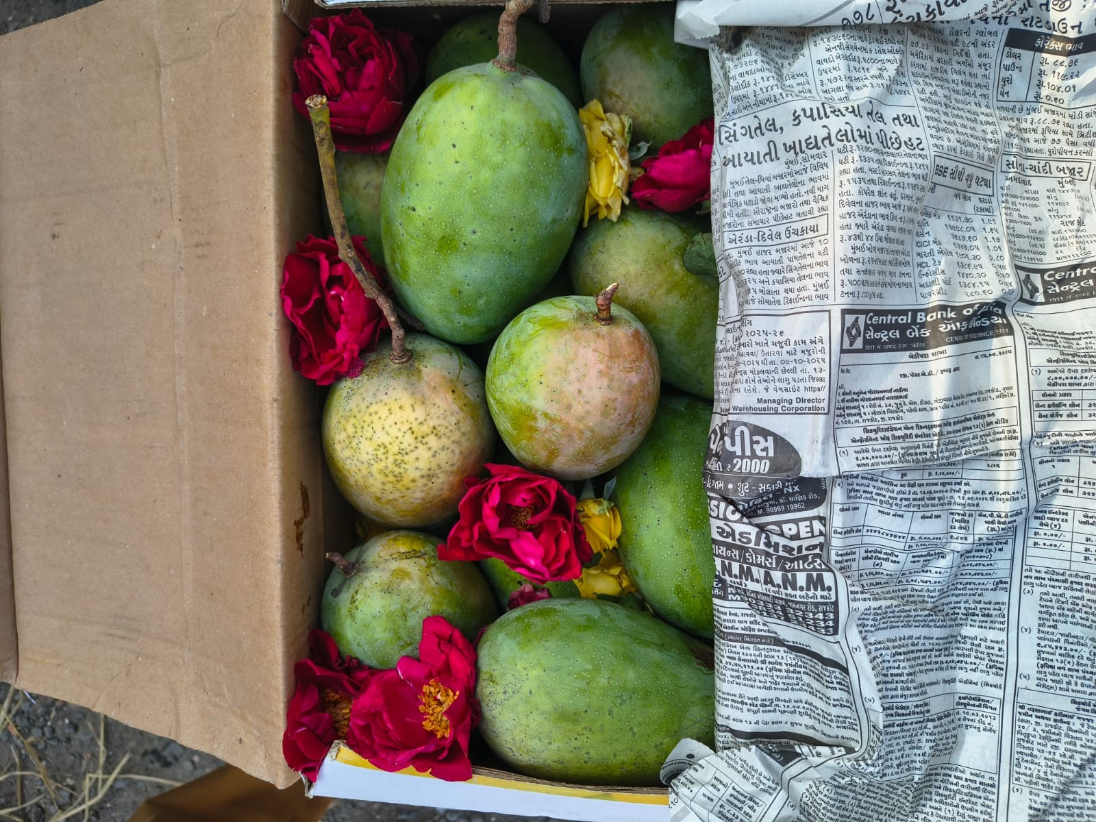 Kesar mangoes arrive early in Porbandar market Rare December mango ...
