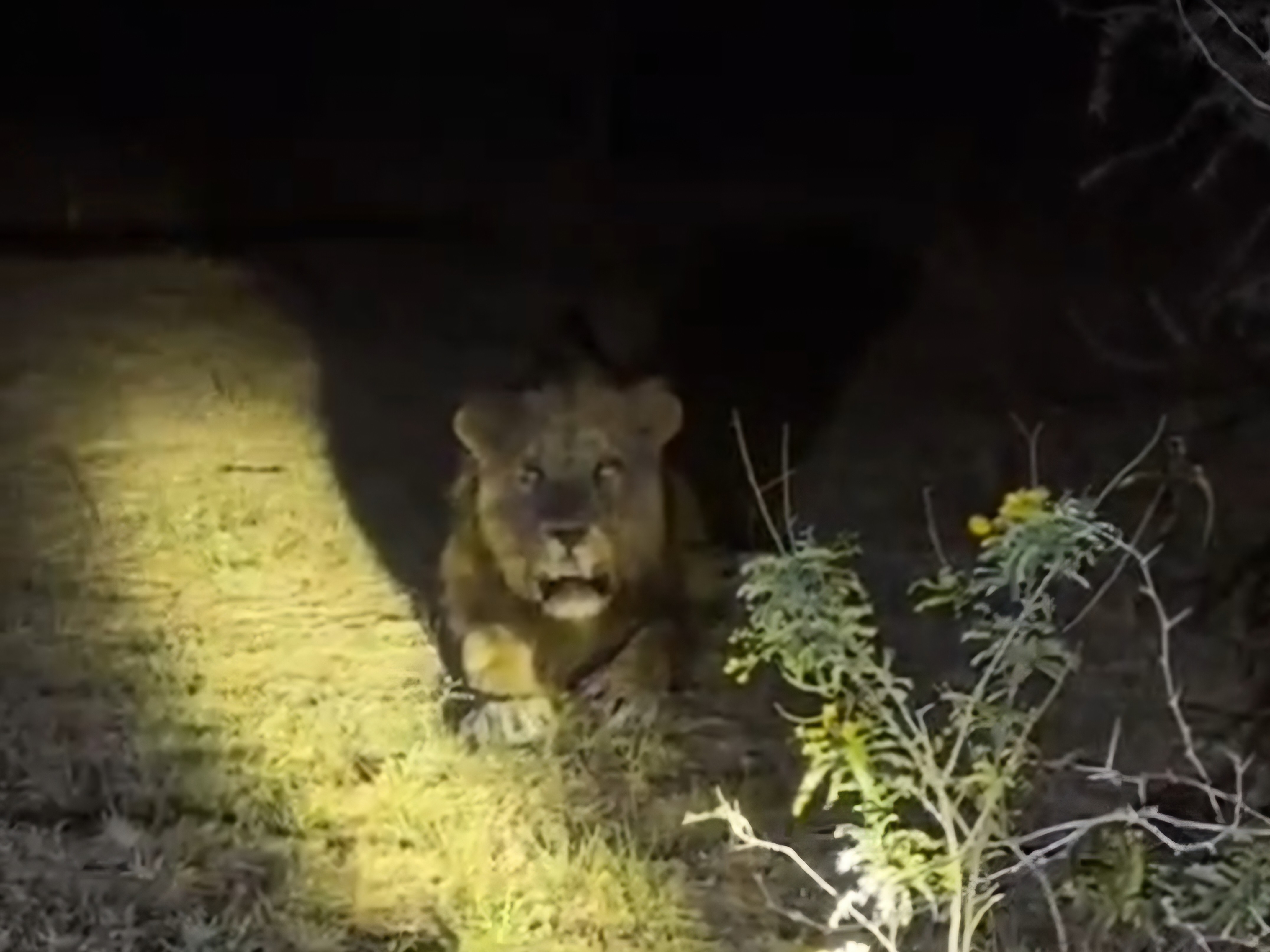 Gir-Gadhada Una Lions Roar Harmadiya Village; 4 Lions Stroll Sankhada ...