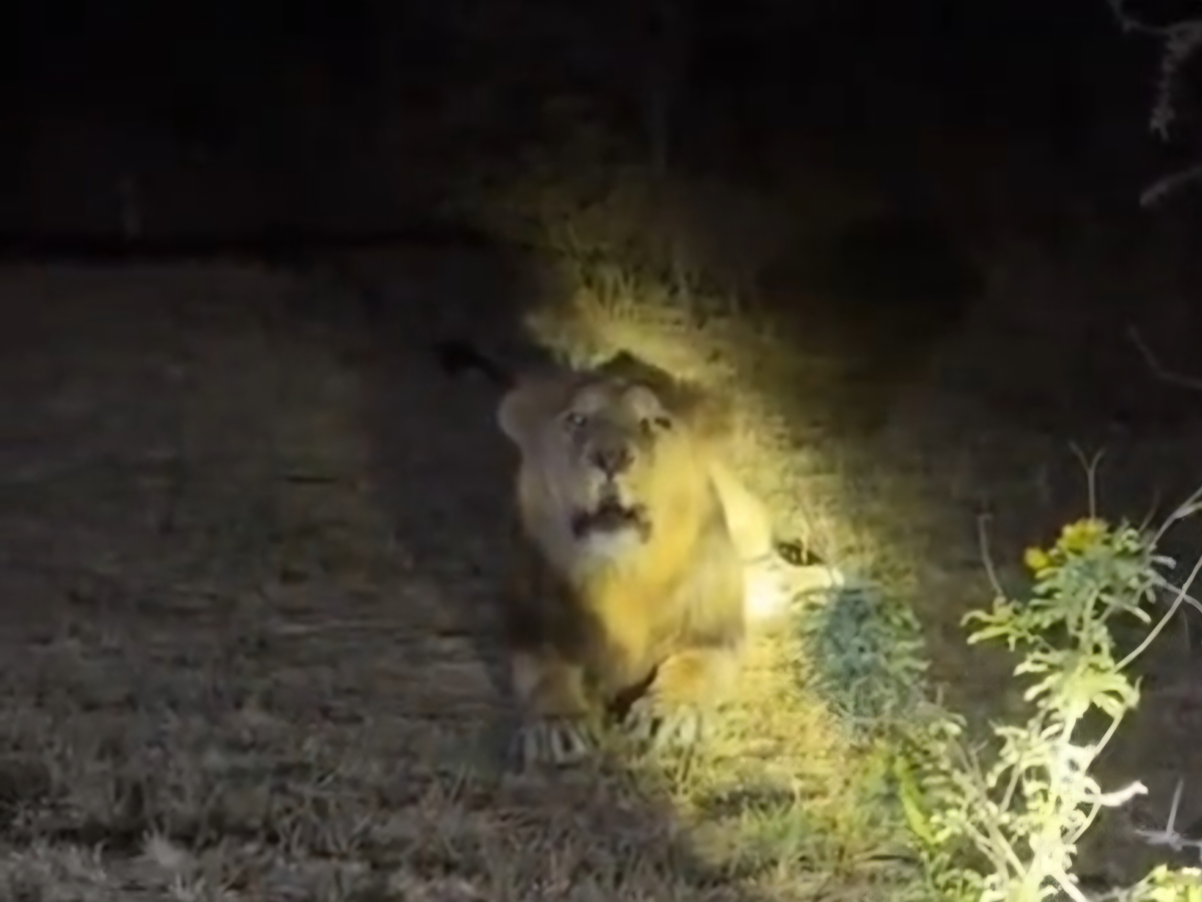 Gir-Gadhada Una Lions Roar Harmadiya Village; 4 Lions Stroll Sankhada ...
