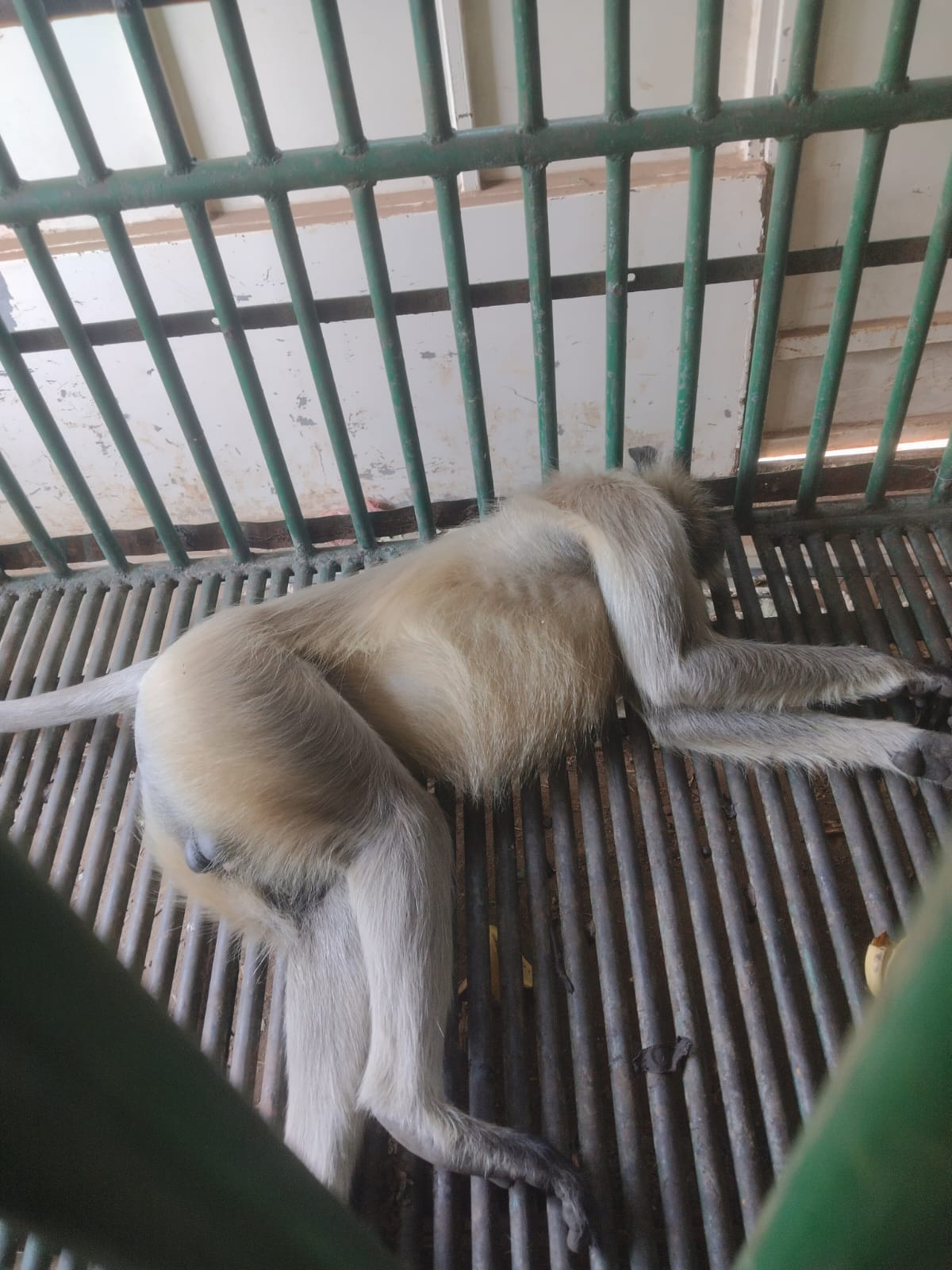 The forest department stunned the monkey that was causing terror in ...
