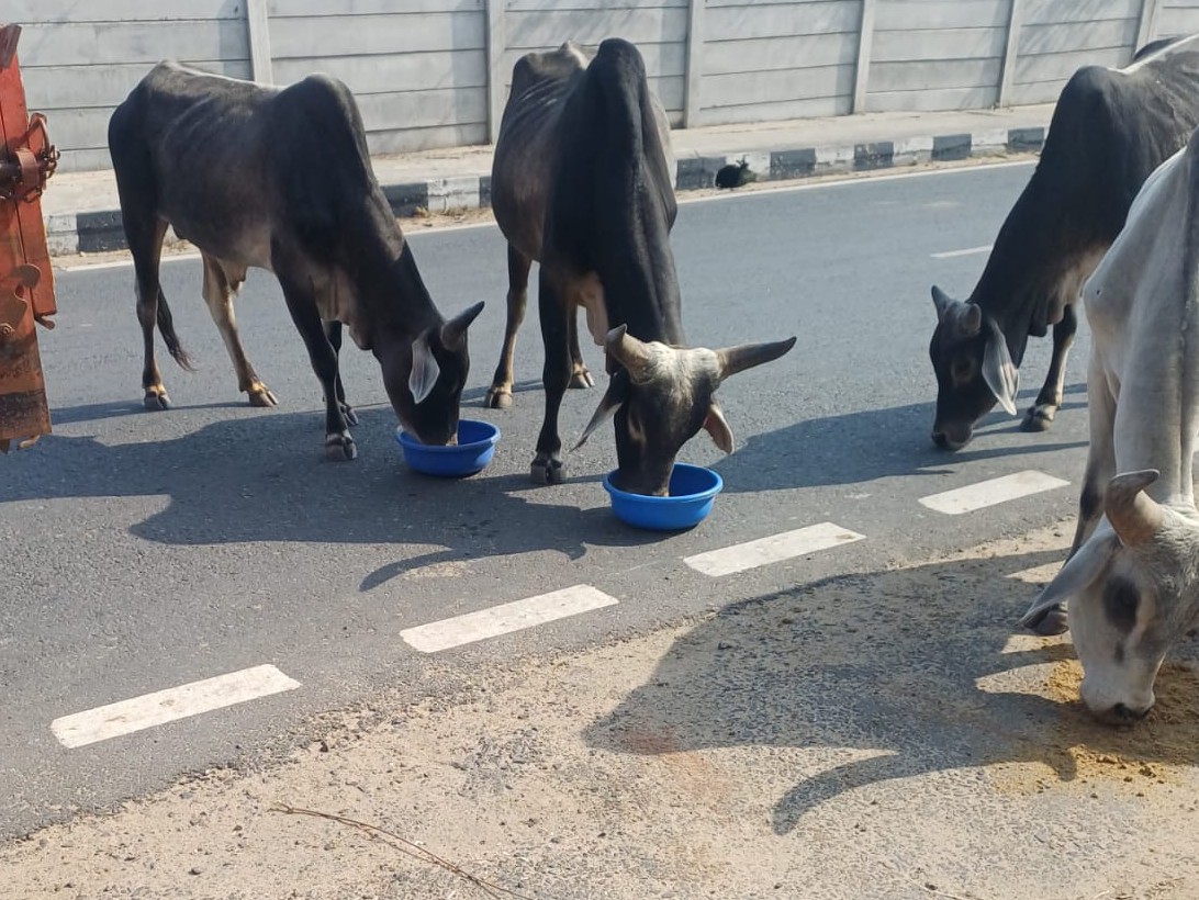 Thara Uttarayan: Animal & Bird Feeding Celebration | થરાદમાં ઉત્તરાયણ ...