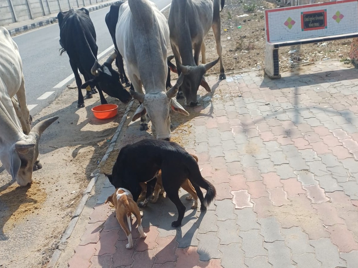 Thara Uttarayan: Animal & Bird Feeding Celebration | થરાદમાં ઉત્તરાયણ ...
