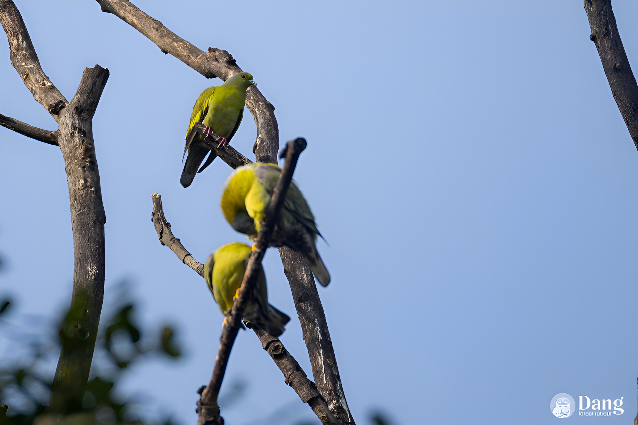 Orange-breasted green pigeon, a rare bird in Gujarat, spotted in Dang ...