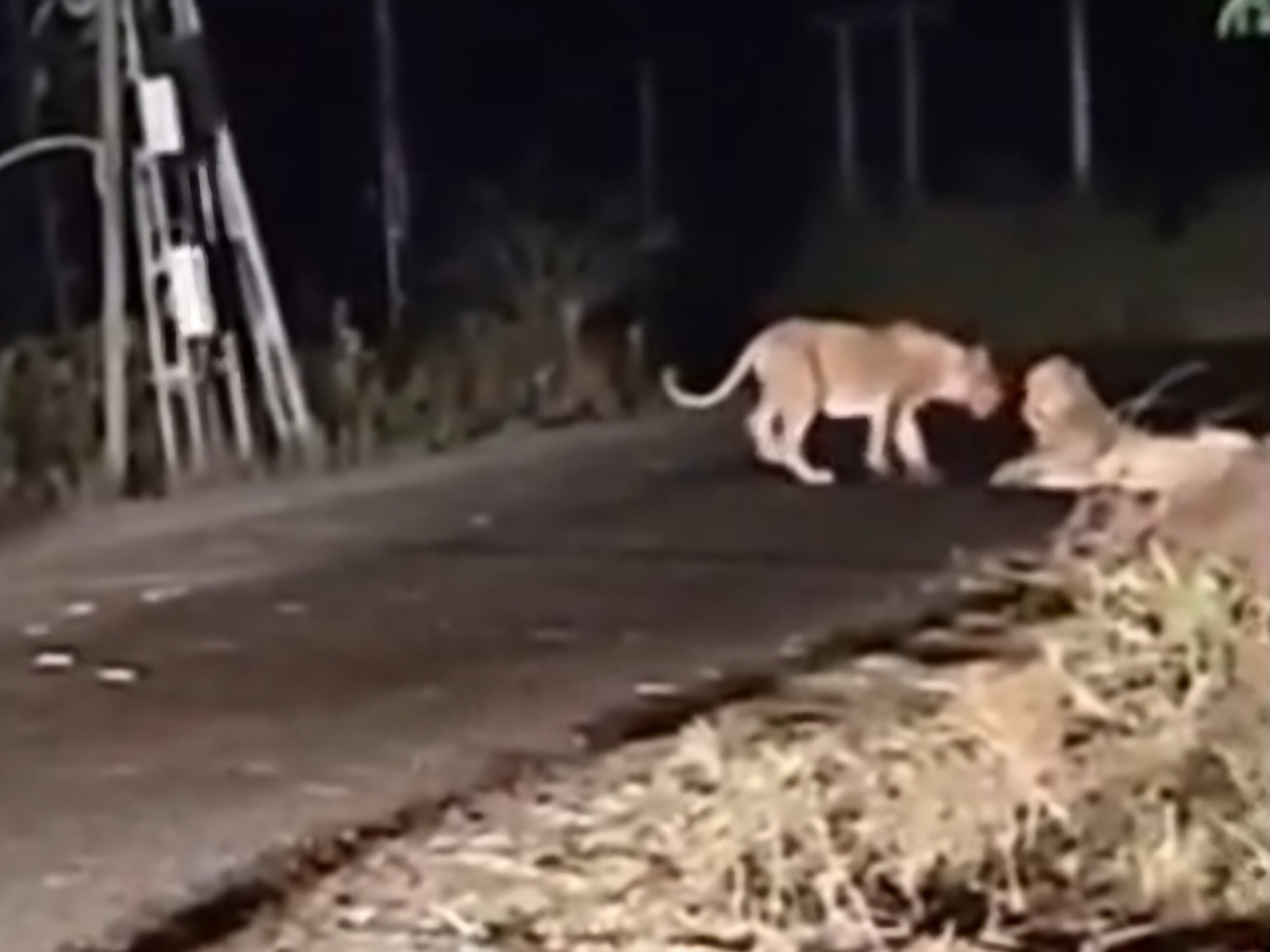 Mota Samadhiyala Livestock Killed; Big Cats Hunted in Bandharda