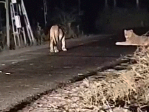 Mota Samadhiyala Livestock Killed; Big Cats Hunted in Bandharda