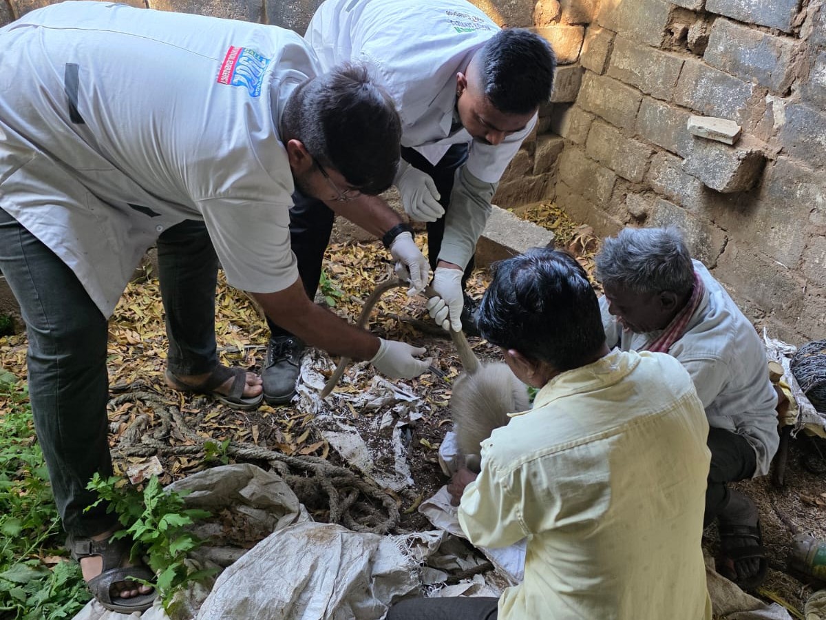 1962 Mobile Service Saves Monkey Injured by Electric Shock in Gandhinagar