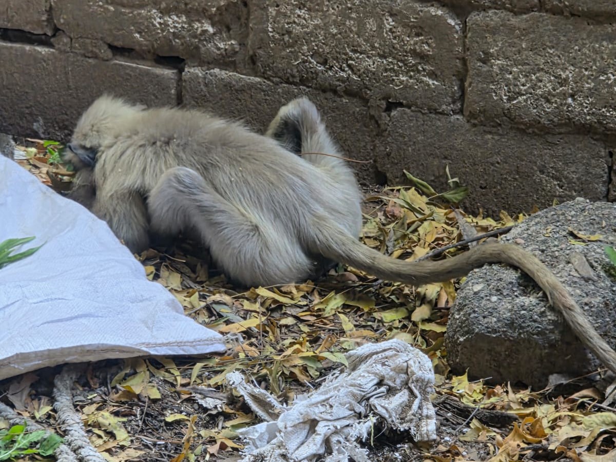 1962 Mobile Service Saves Monkey Injured by Electric Shock in Gandhinagar