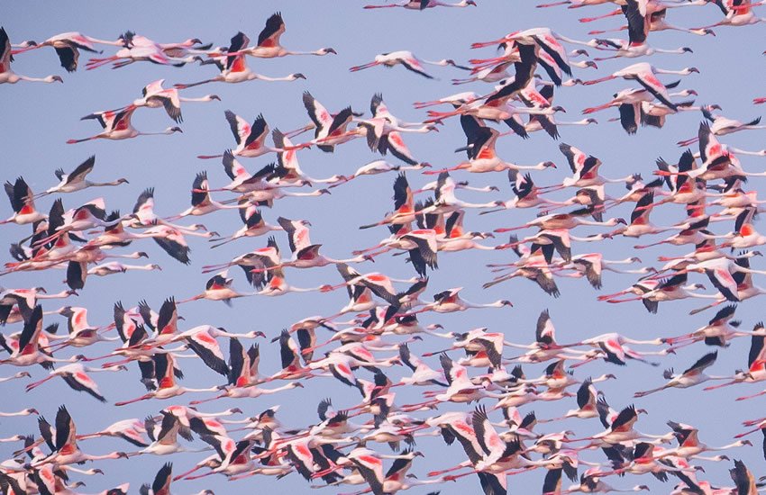 Chhari-Dhandh Declared International Ramsar Wetland | Kutch